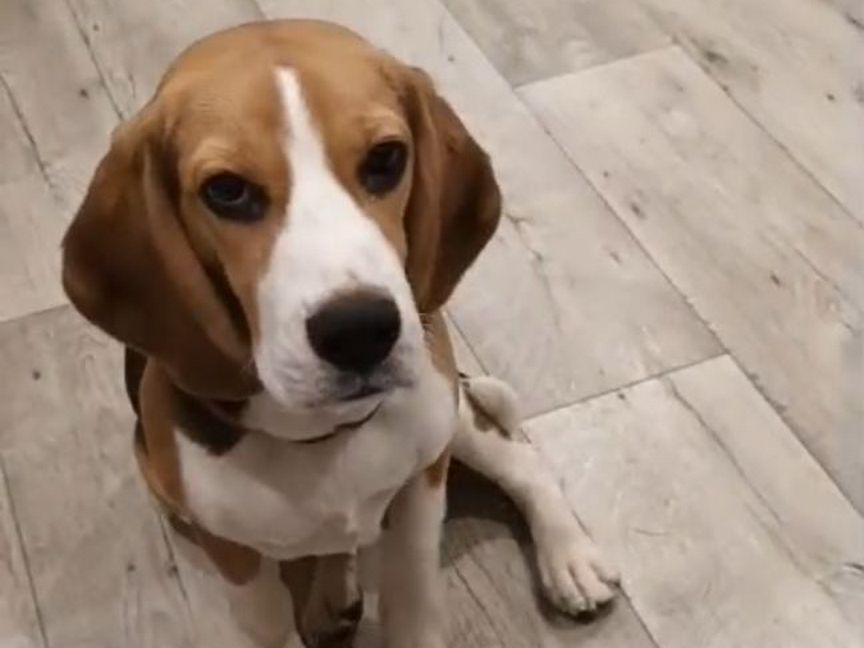 Бигль в добрые руки