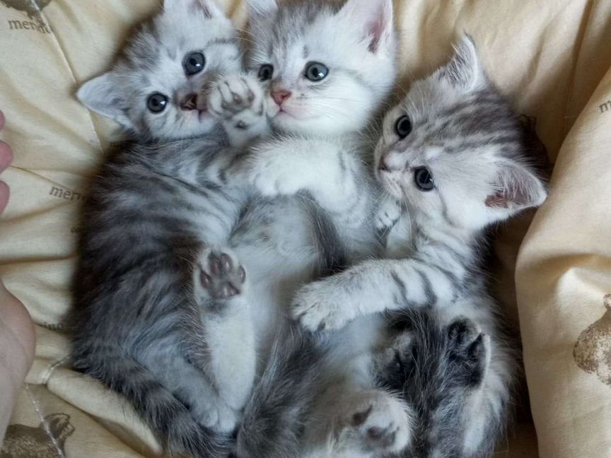 Британские котята