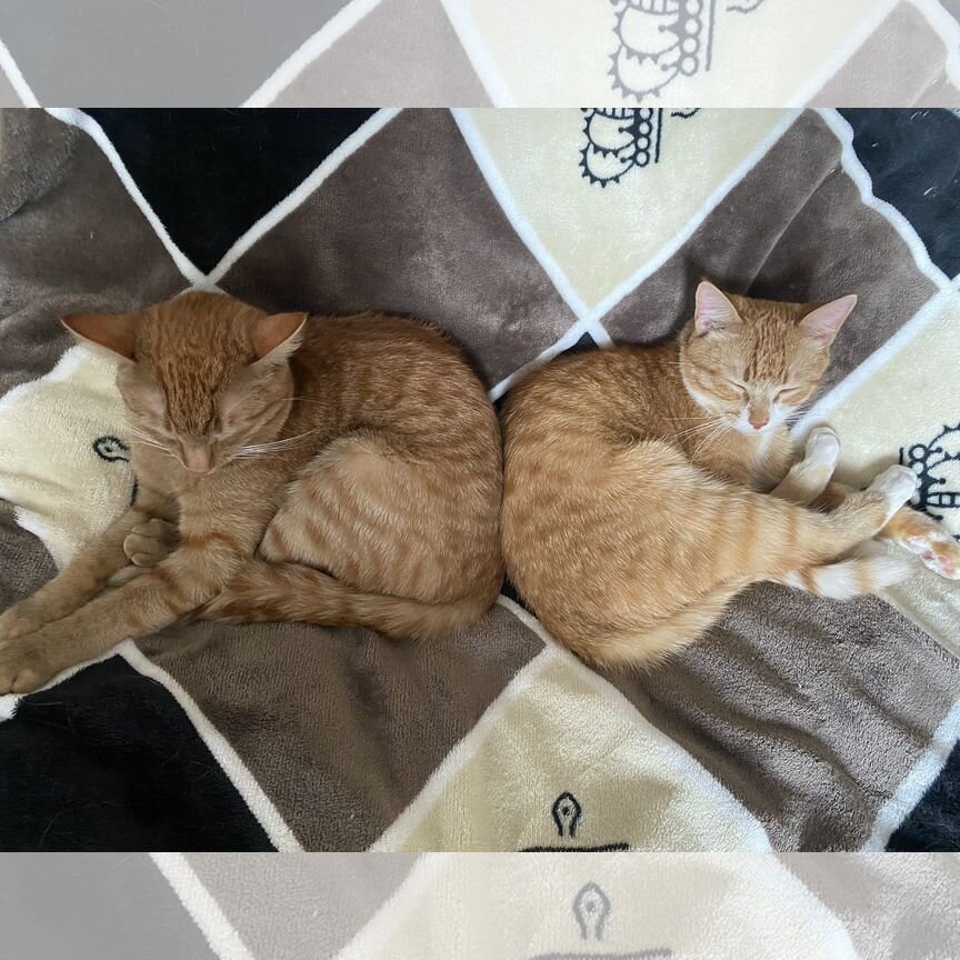 Абиссинский котёнок