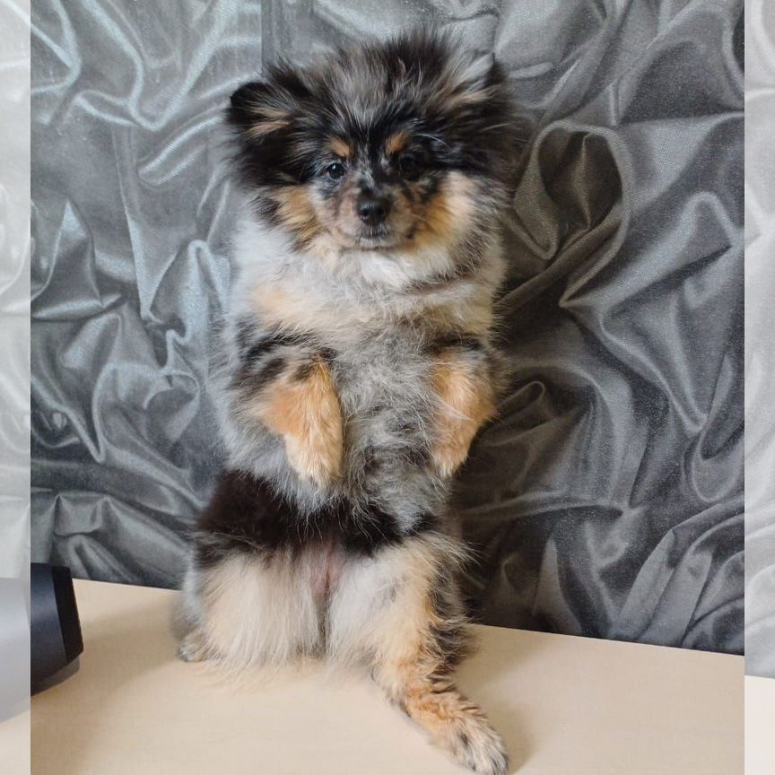 Померанский шпиц Суслик девочка