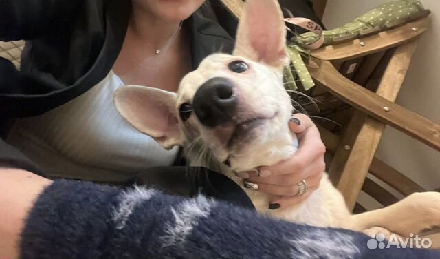 Собака Белка