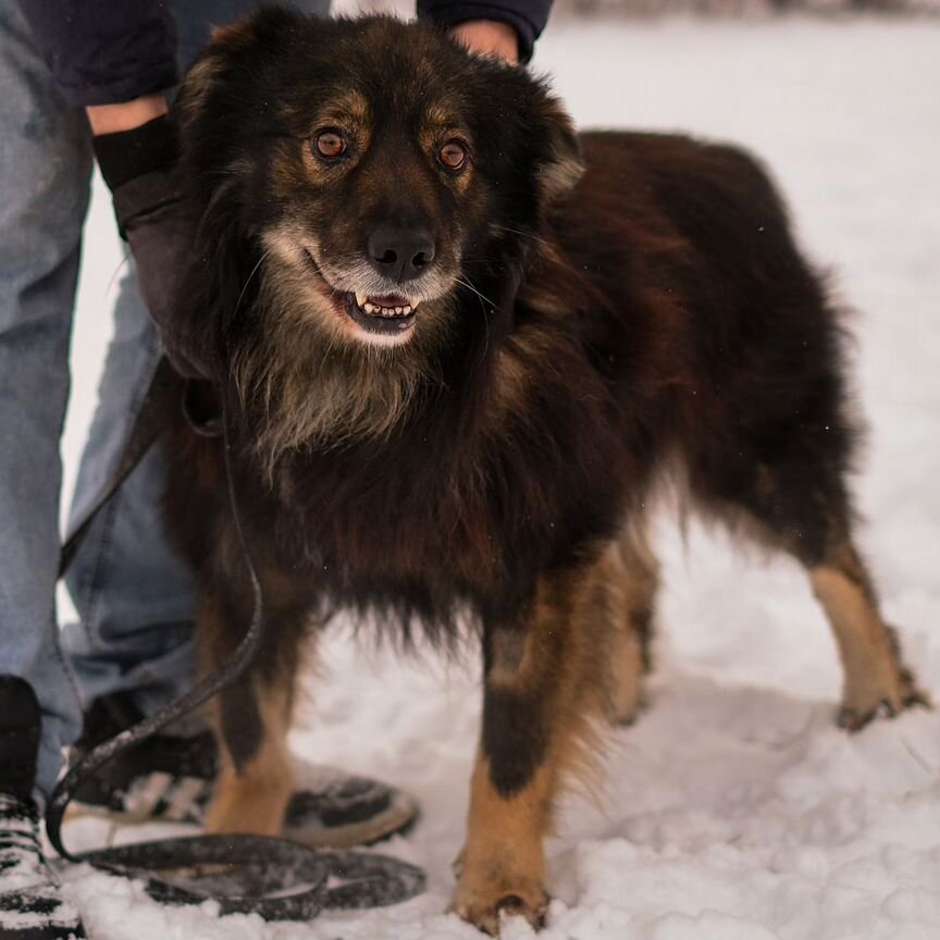 Взрослый пёс в добрые руки