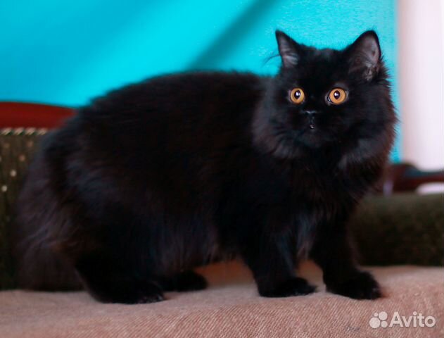 Черная длинношерстная британочка