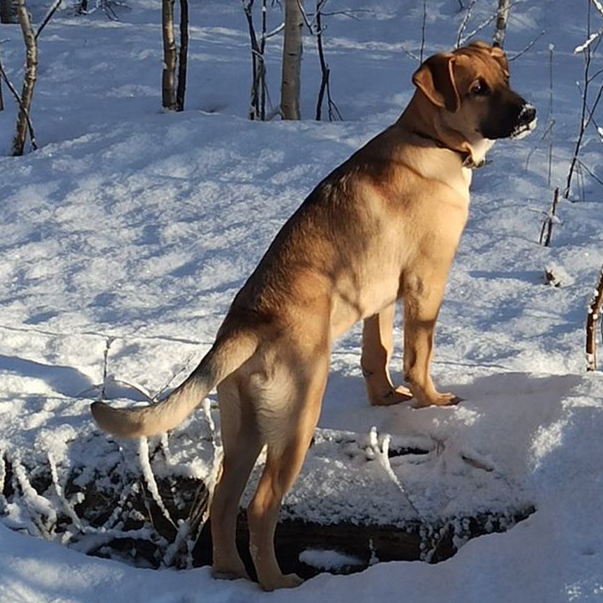 Собаку в очень хорошие руки