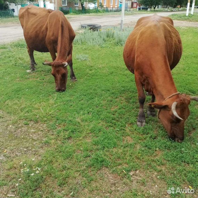 Стельные коровы