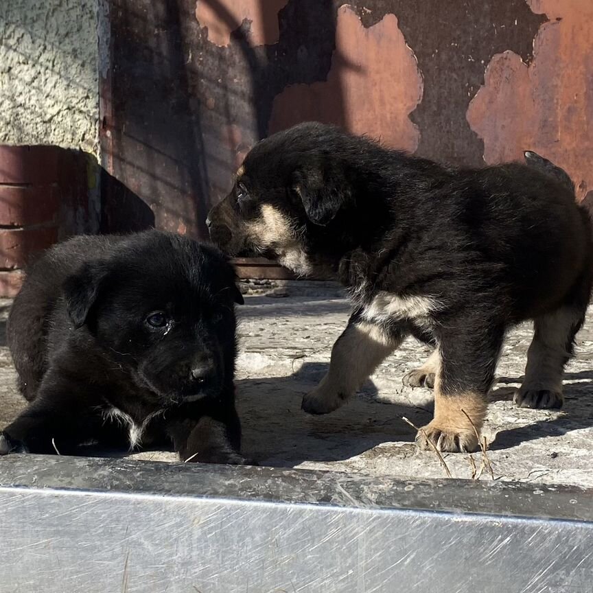 Щенок от частного владельца