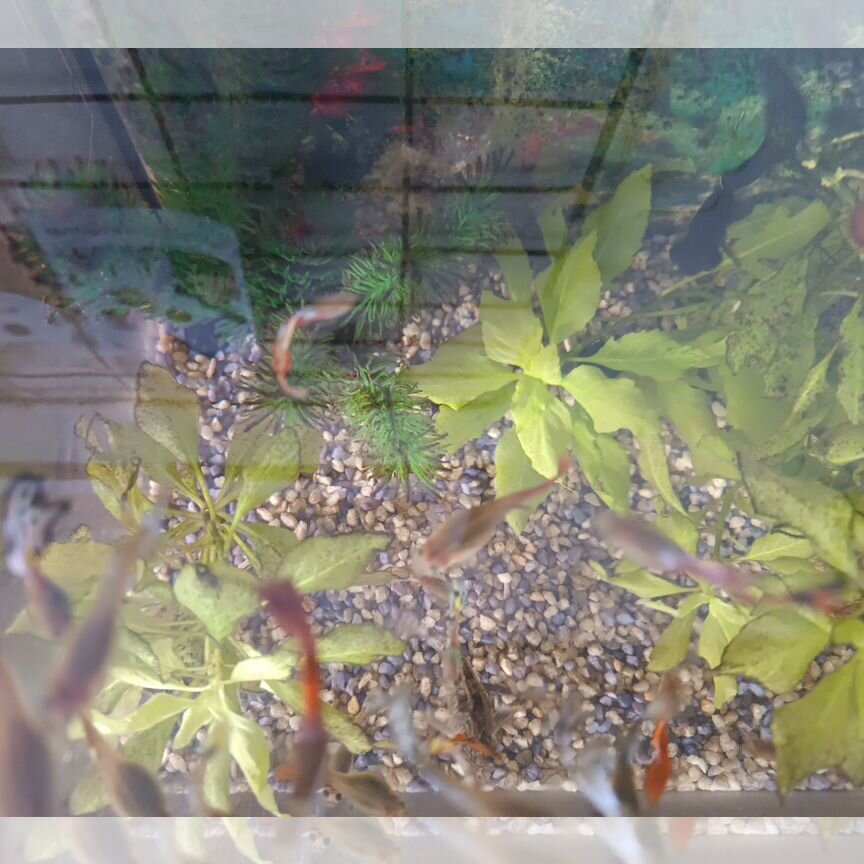 Рыбки Гуппи