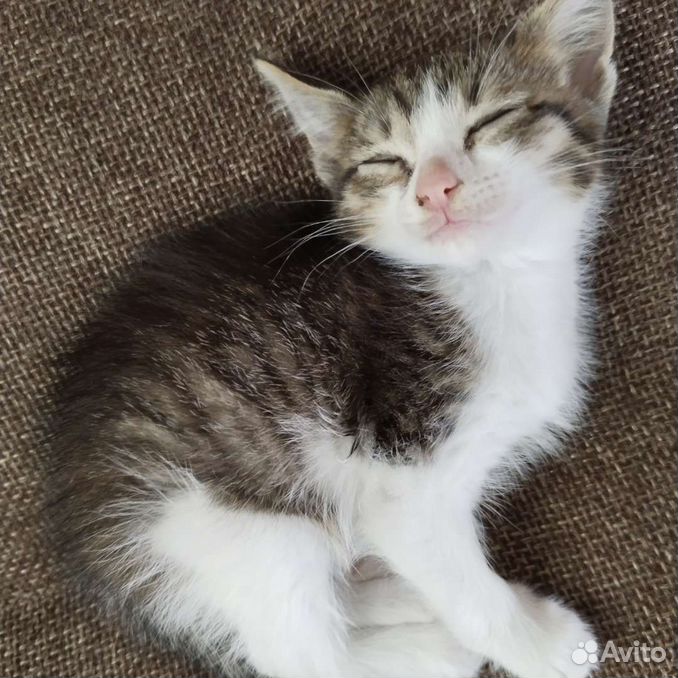 Котёнок девочка трехцветная бесплатно
