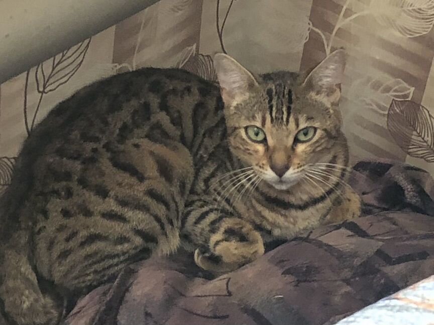 Бенгальская кошка