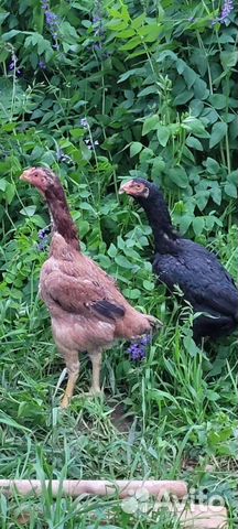 Бойцовские курицы