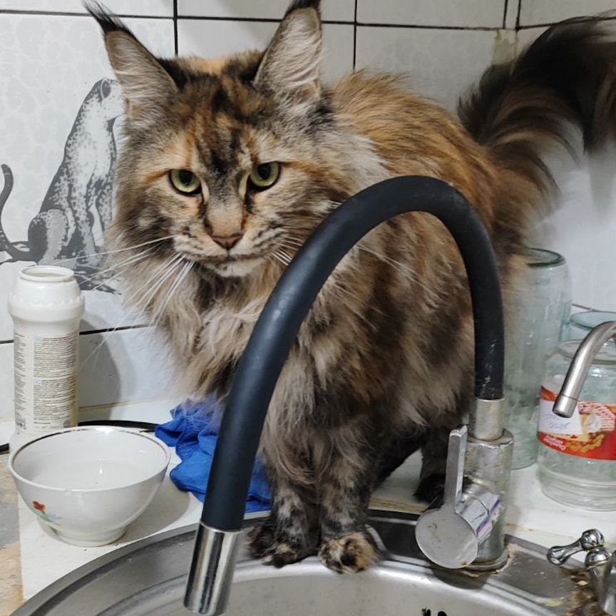 Мейн-кун, взрослая кошка