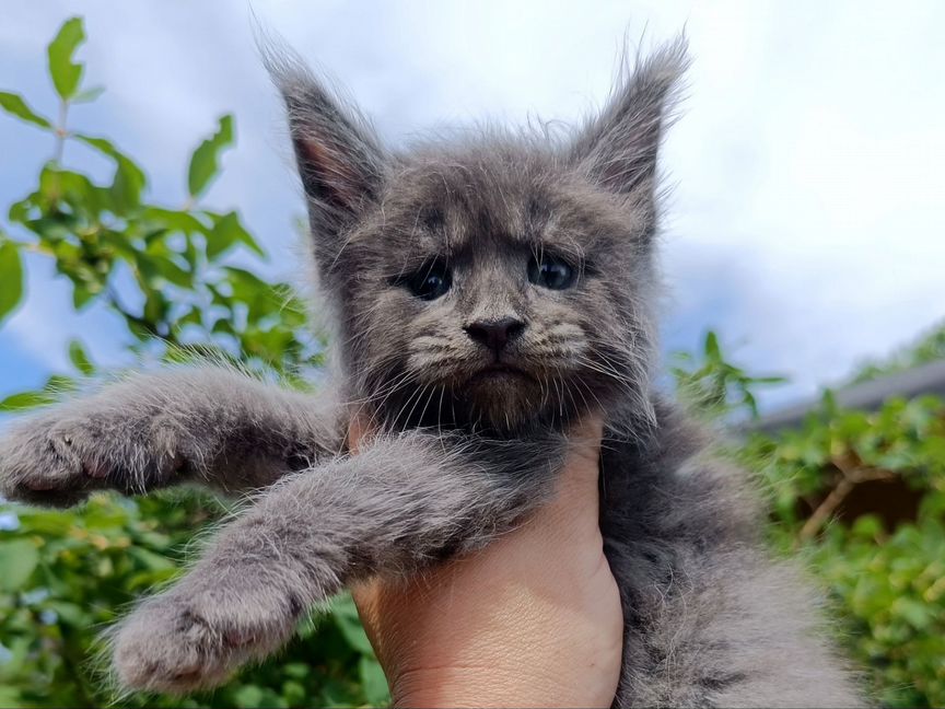 Мейн-кун голубой дым мальчик