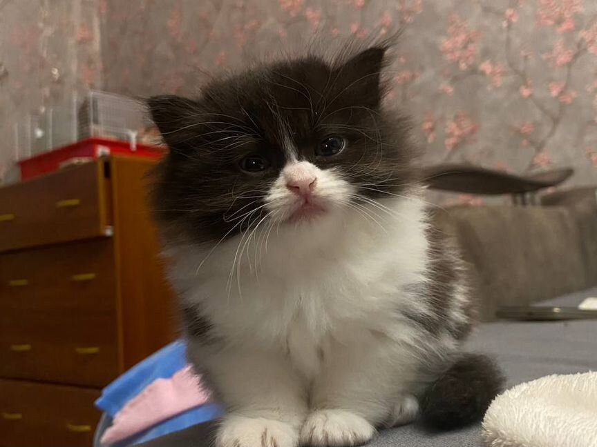 Котёночек 2 месяца