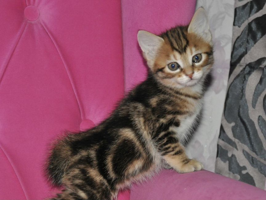 Курильский бобтейл, мальчик и девочка, с паспортом