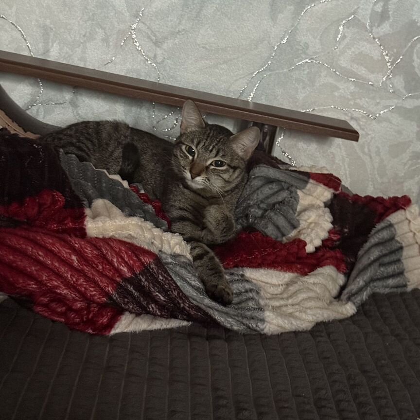 Взрослая, Девочка кошка в добрые руки