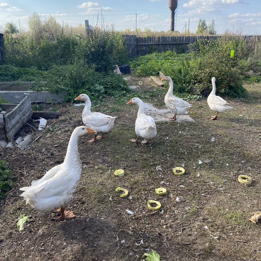 Мясо гуся утки