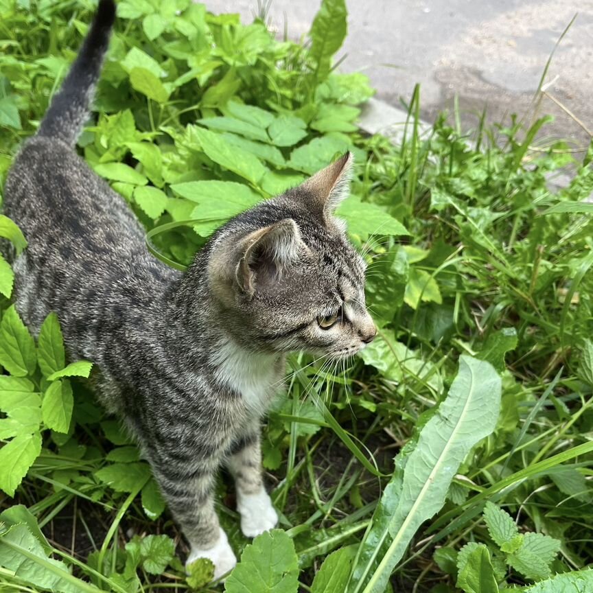 Котята в добрые руки бесплатно девочка