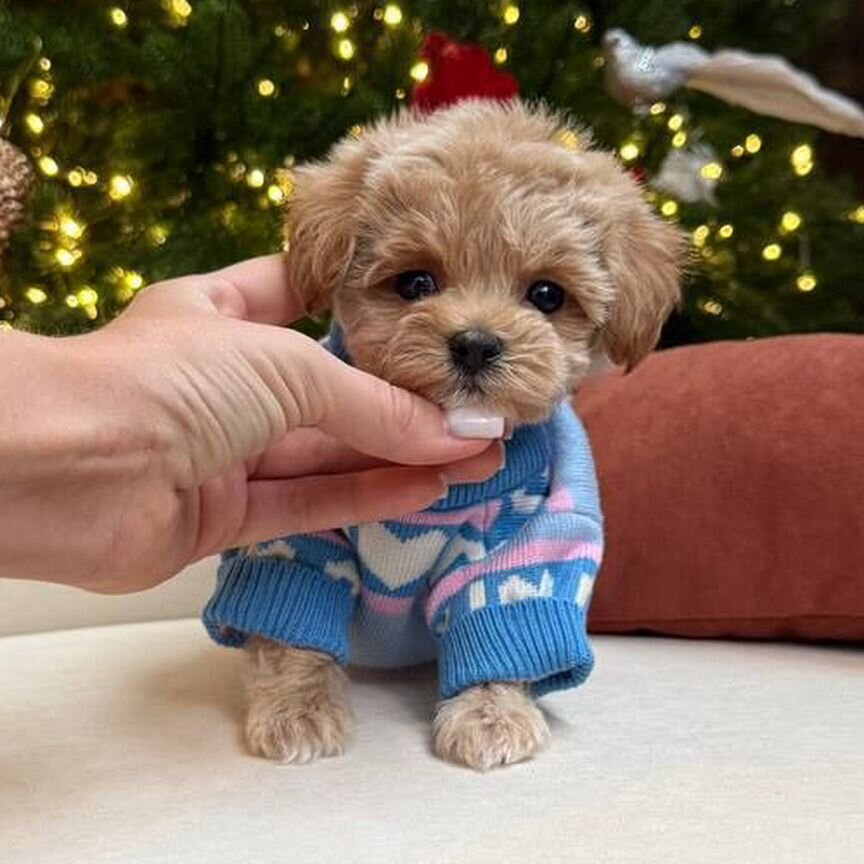 Мальтипу, щенок