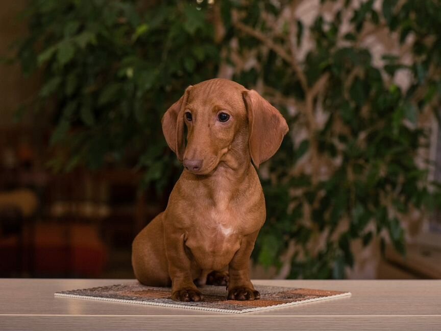 Карликовая такса