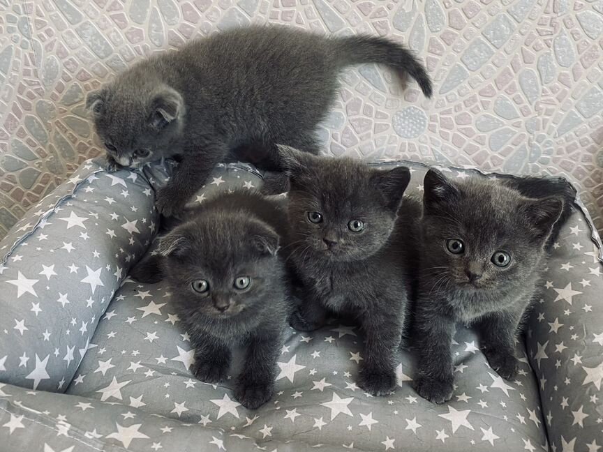 Шотландские котята