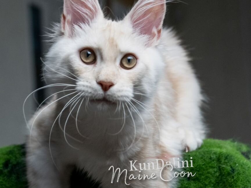 Мейн-кун мальчик