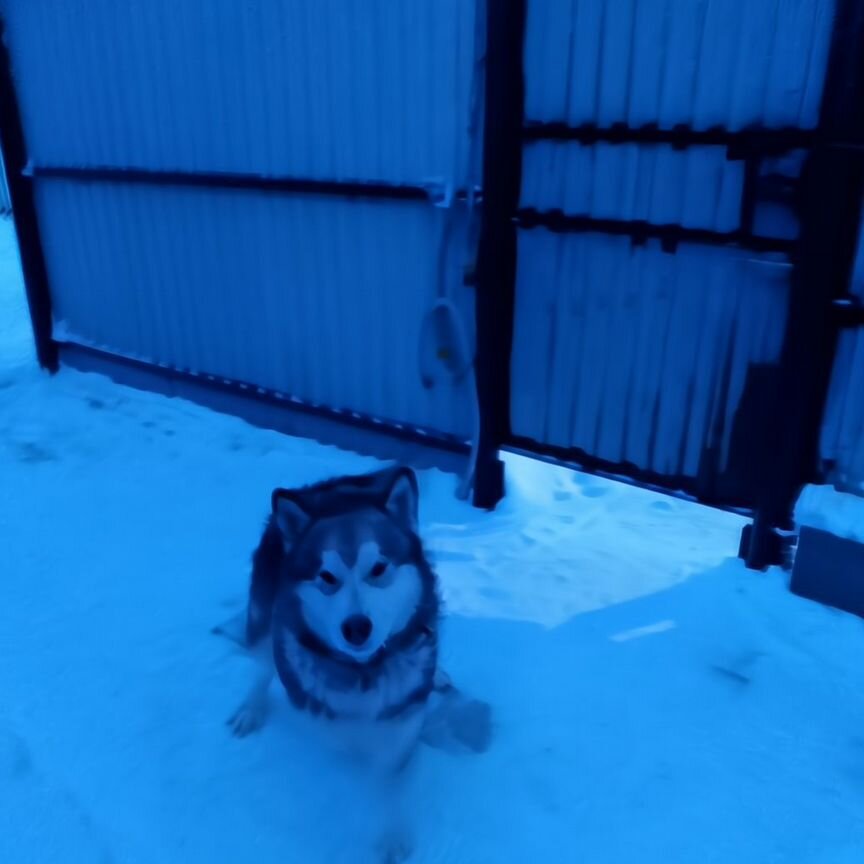 Аляскинский маламут, взрослый пёс