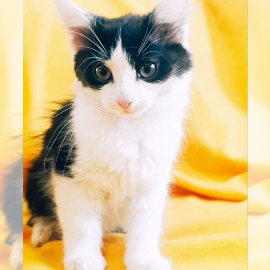 Котёнок в добрые руки