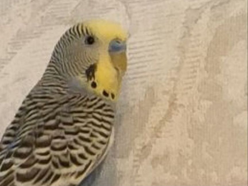 Волнистый попугай самец