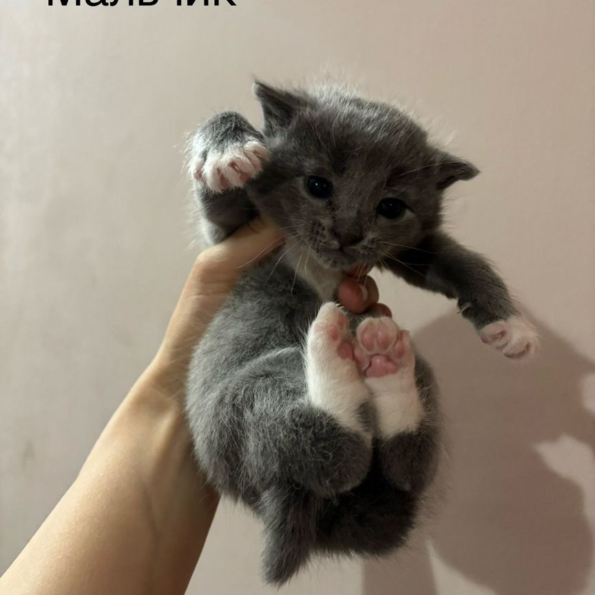 Котята в добрые руки 1 месяц