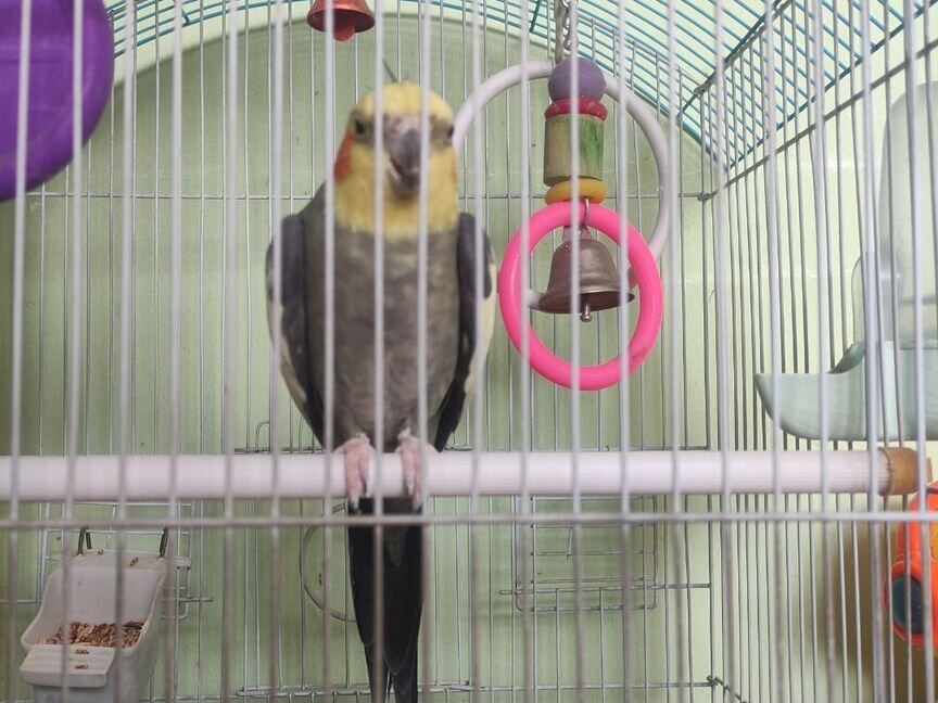 Попугай корелла с клеткой