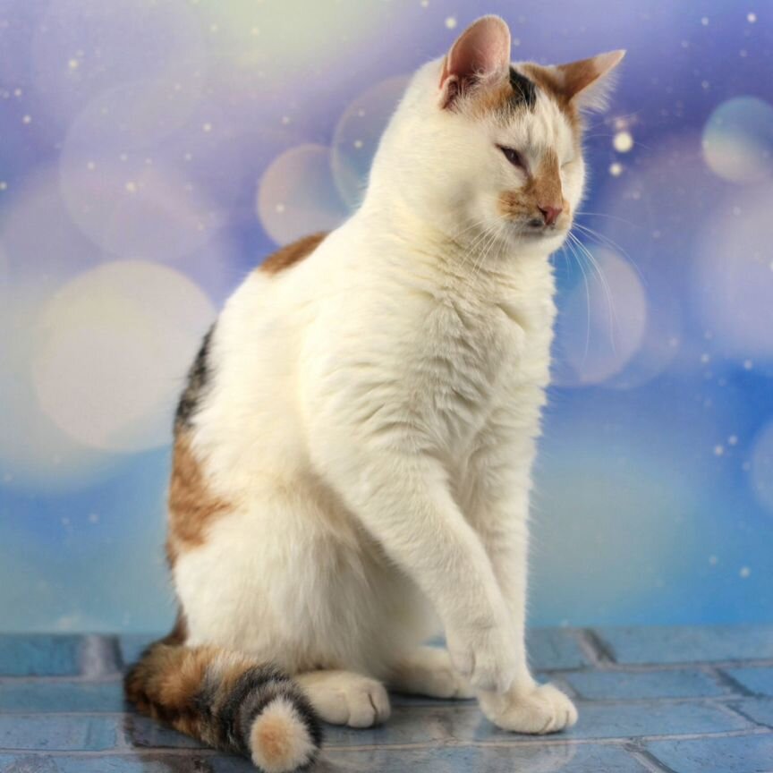Котёнок-кошка. 7 мес. Видит сердцем