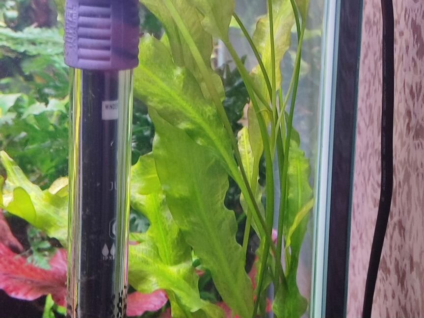 Продам растения для аквариума