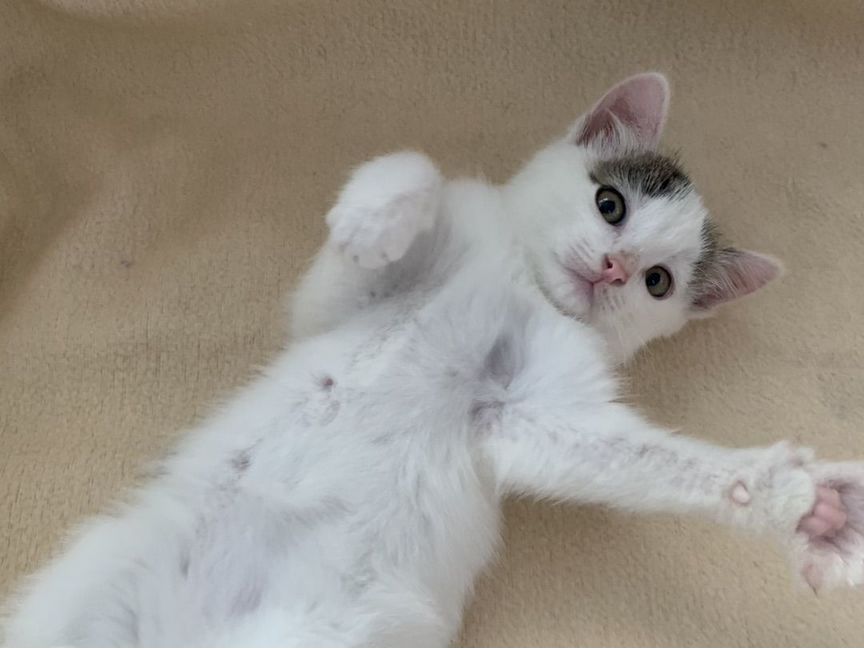 Котенок домашний 2 месяца мальчик