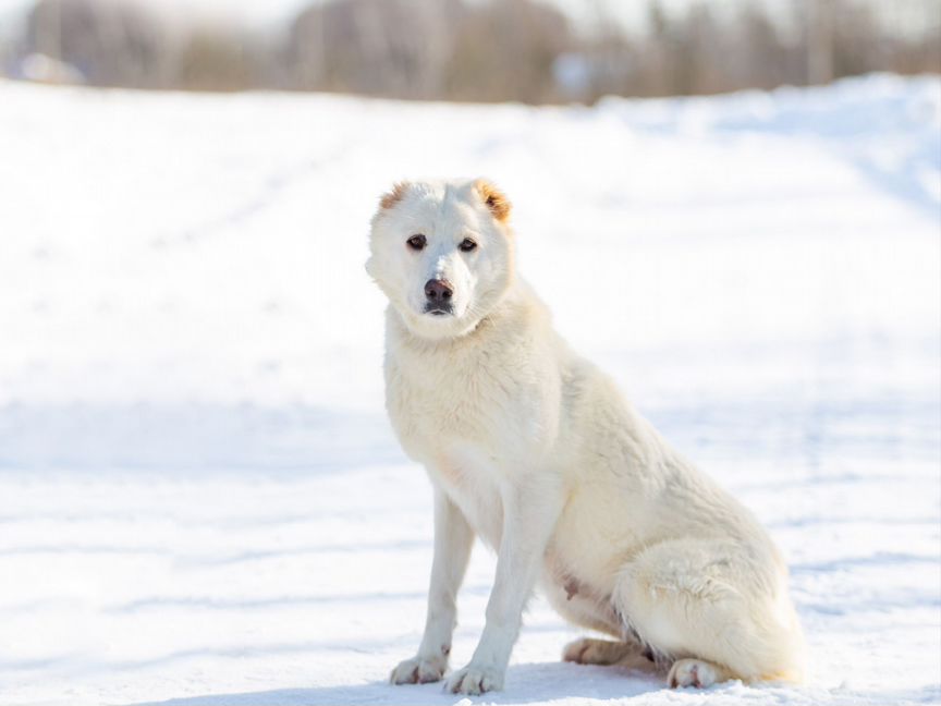 Собака в добрые руки