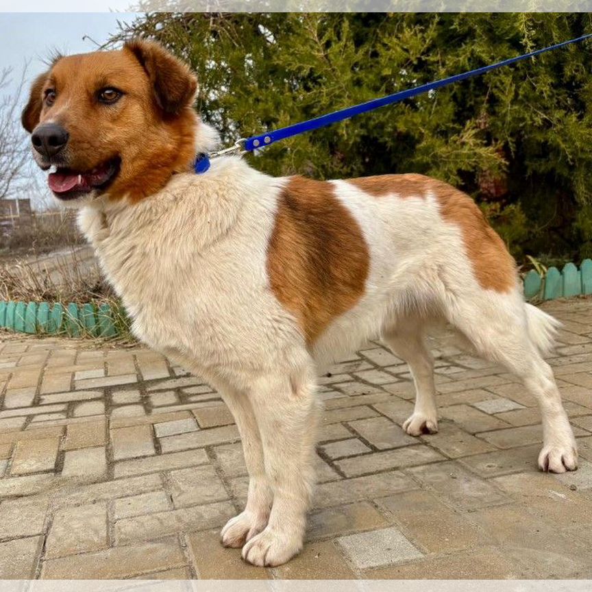 Джек, 1.5 года Друг и охранник