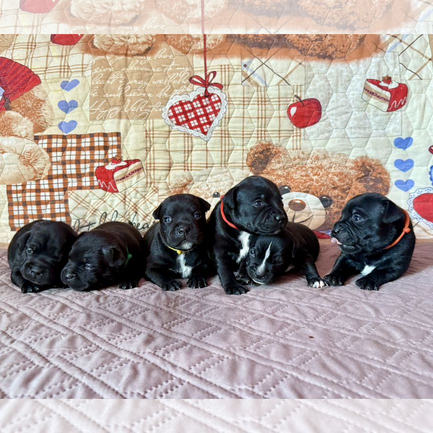 Стаффордширский бультерьер, щенок