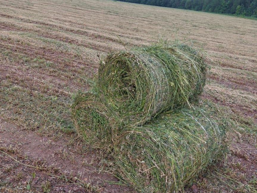 Сено в тюках