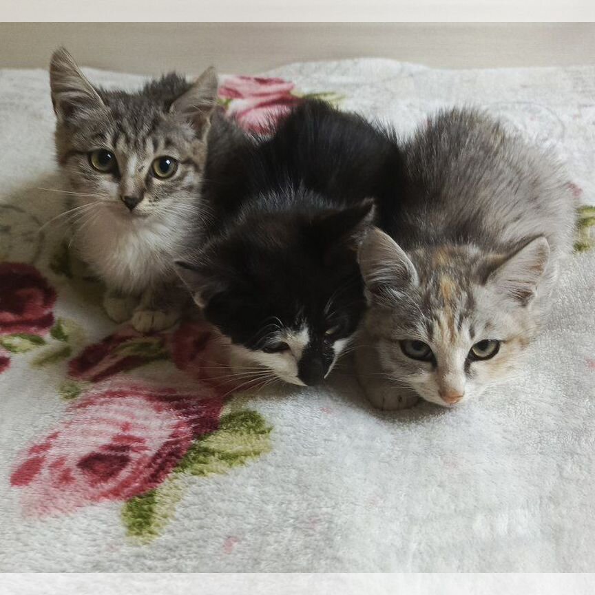 Отдам котят в добрые руки от 1 месяца