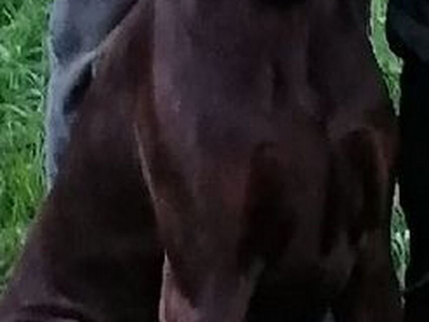 Собака в добрые руки отдам бесплатно