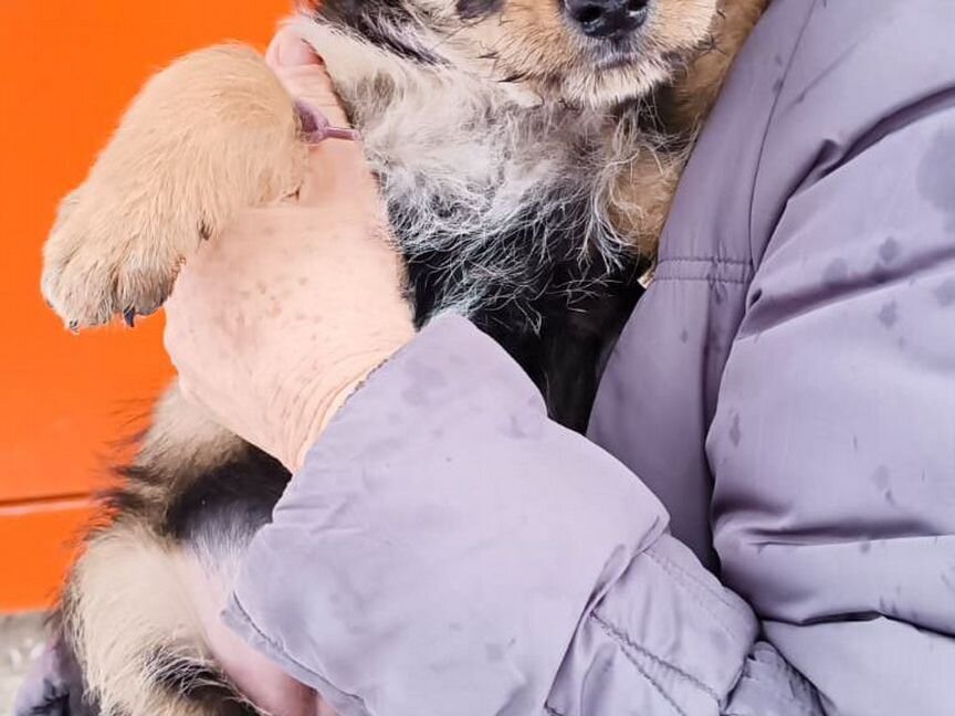 Щенок девочка в добрые руки на охрану