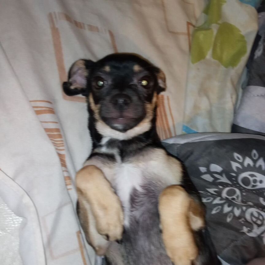 Отдам бесплатно