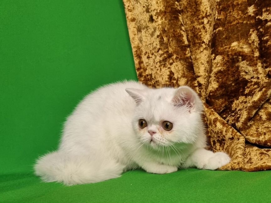 Экзотическая короткошерстная
