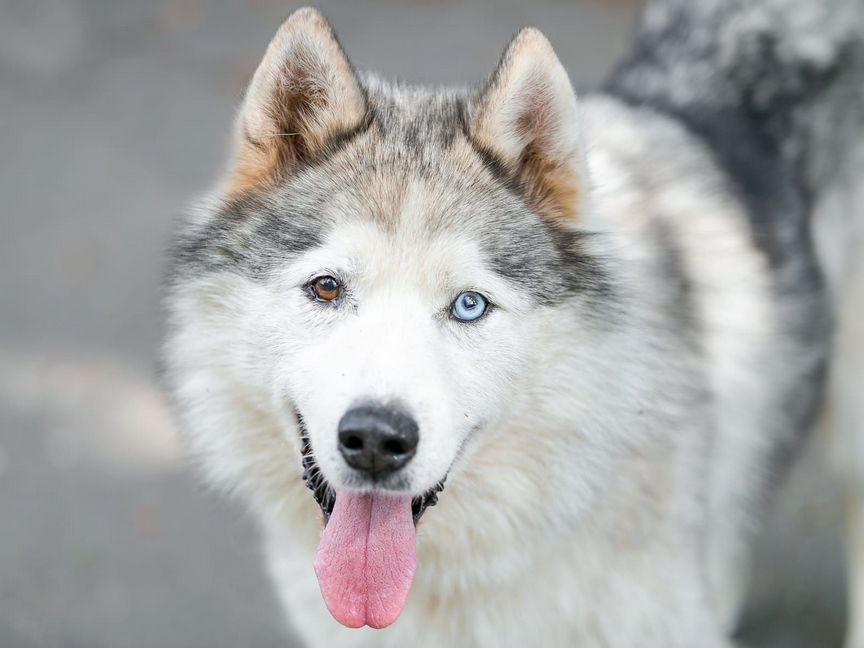 Очаровательный хаски в добрые руки