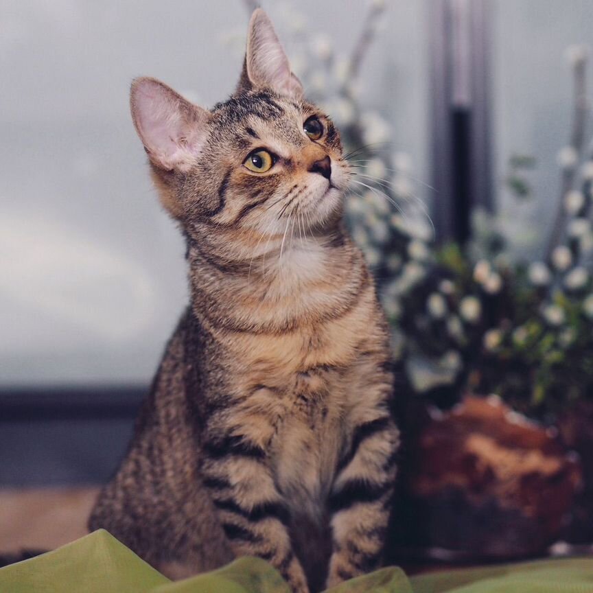 Чудесный кото-ребенок