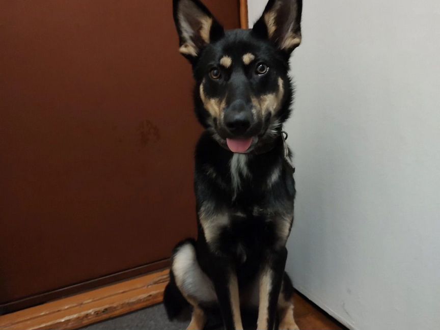 Пес в добрые руки