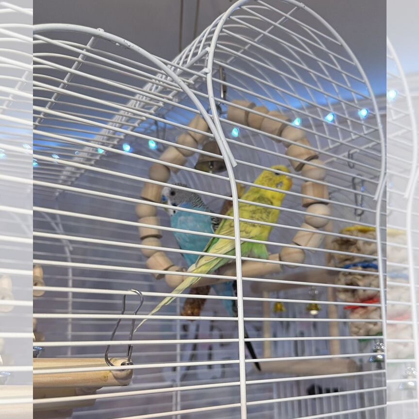 Волнистый попугай