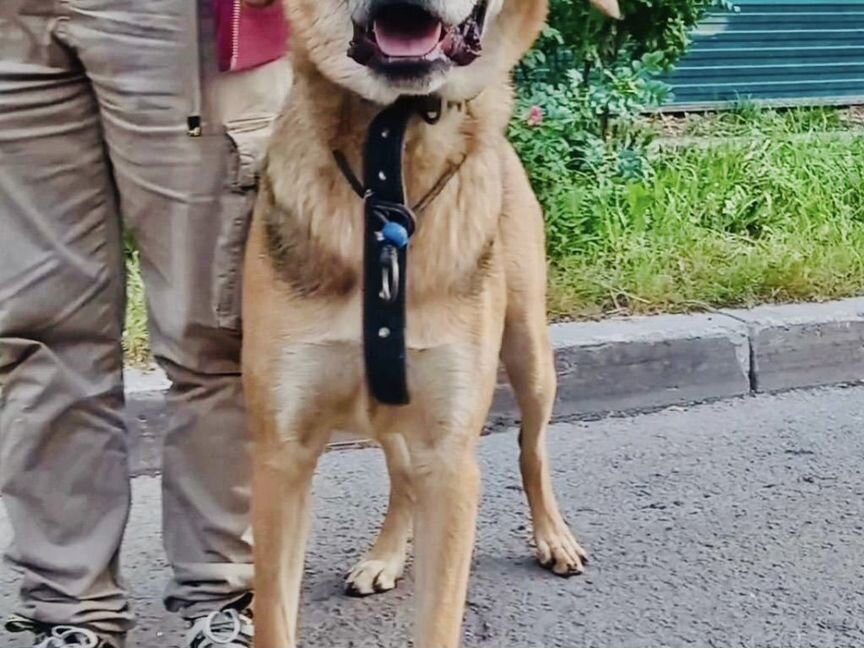 Собака в добрые руки