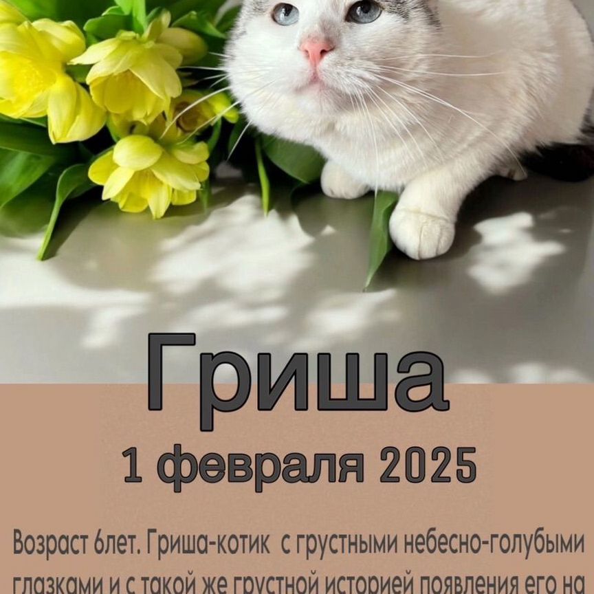 Гриша кот