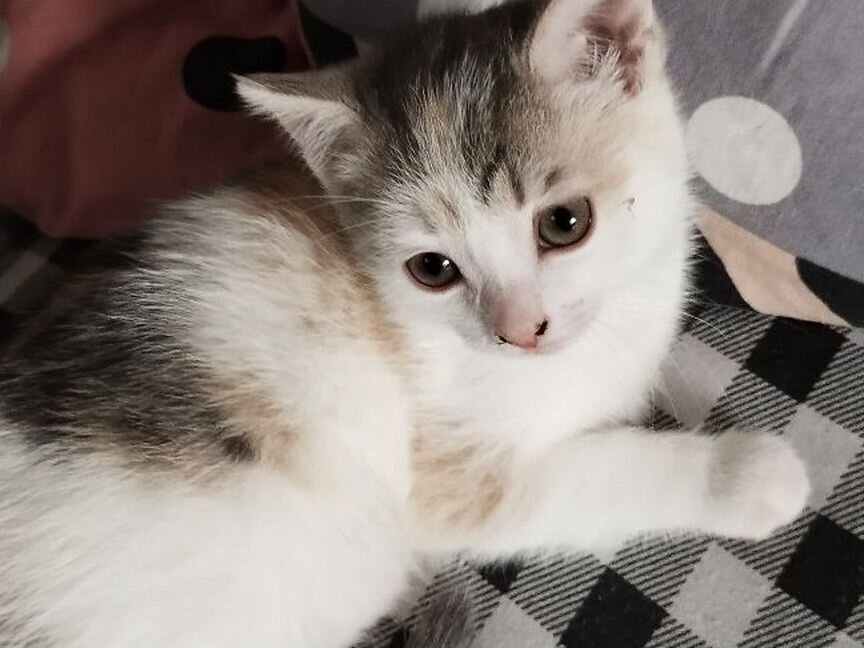 Кошка