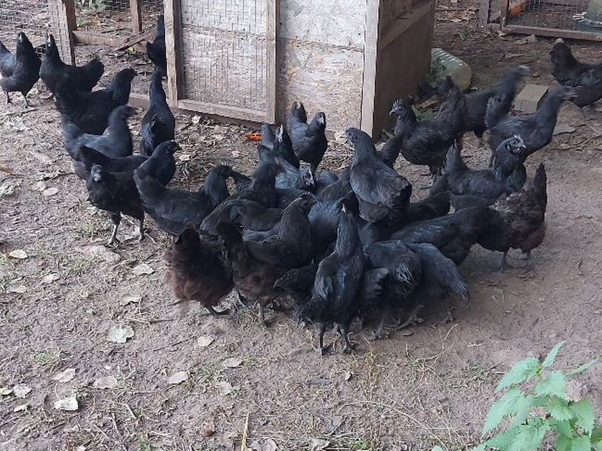 Куры молодки ухейилюй